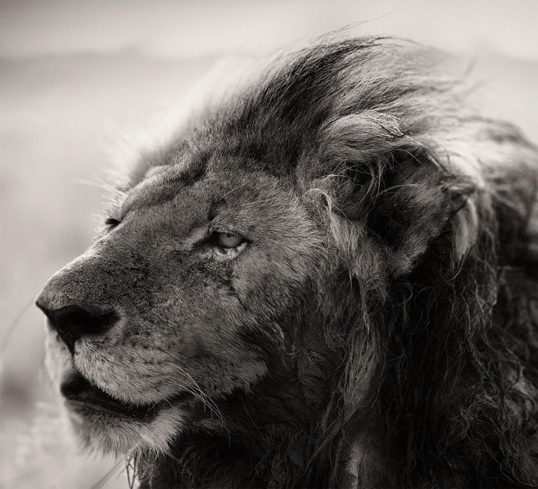 Joachim Schmeisser - Morani, Kenya, Lion, b&w photography, Africa ...