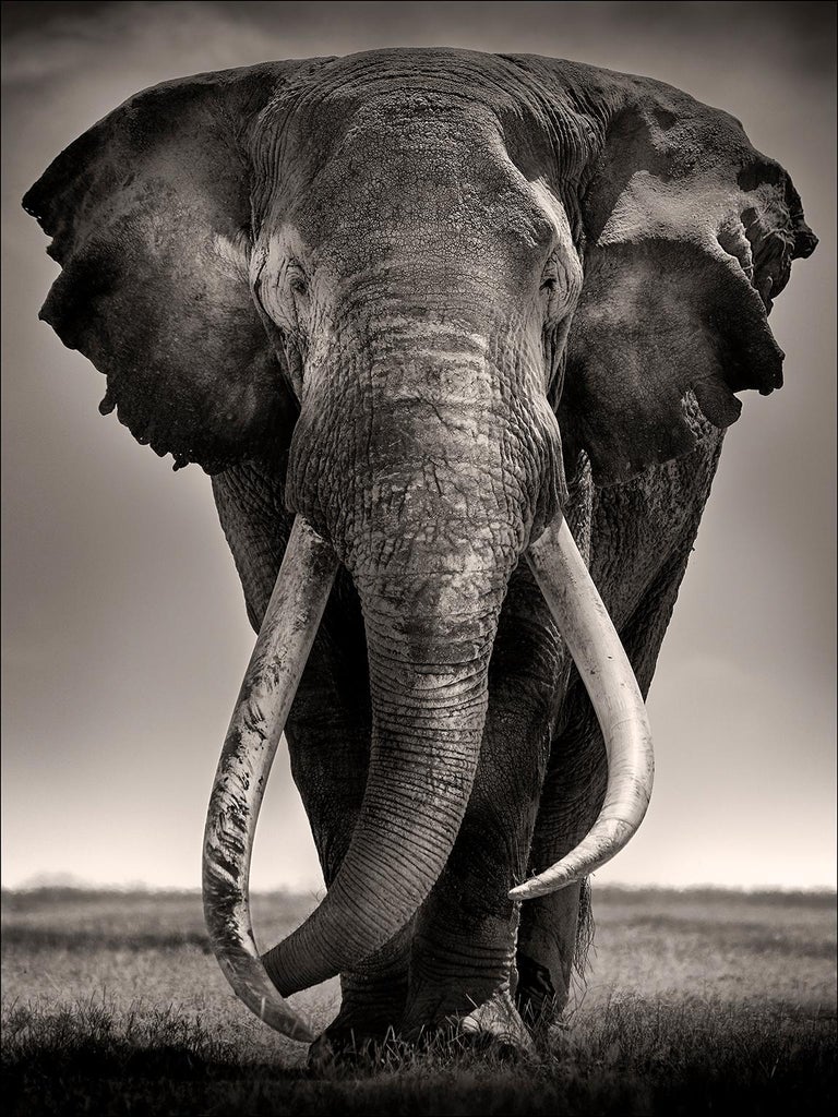 Joachim Schmeisser - Preserver of Peace I, animal, wildlife, black and ...