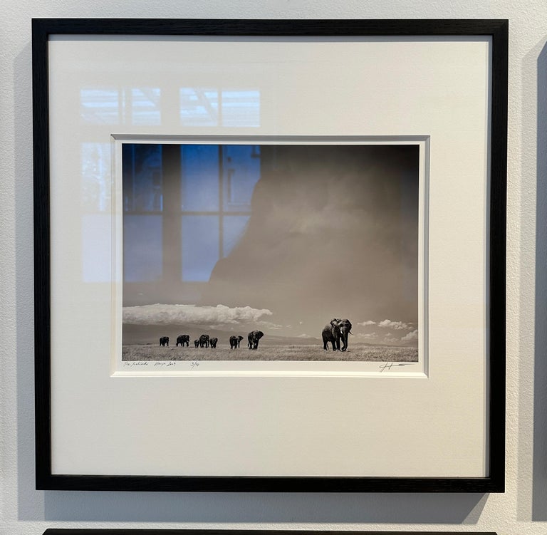 Joachim Schmeisser - The Matriarch, Elephant, animal, wildlife, black ...
