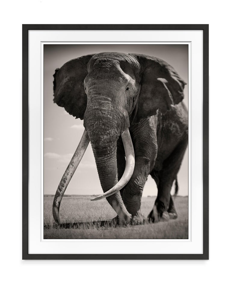Joachim Schmeisser - Tim, the Gentle Giant, Kenya, Elephant, b&w ...