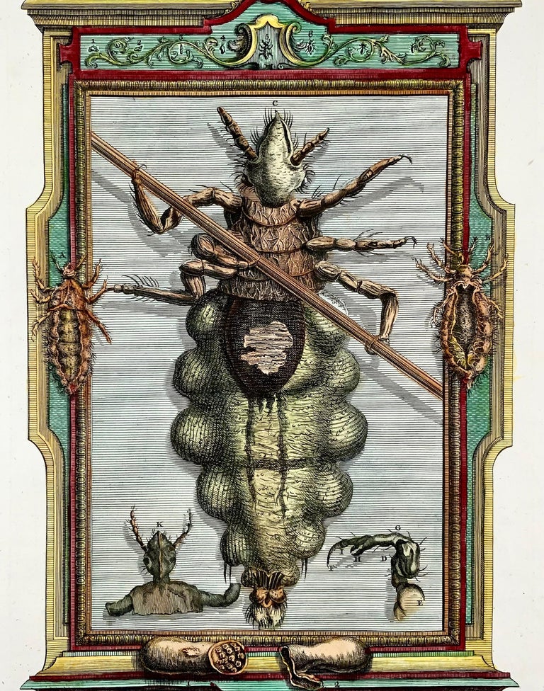 Joh, Jak, Scheuchzer, Microscopic, Louse, Folio, Hand Coloured For Sale ...