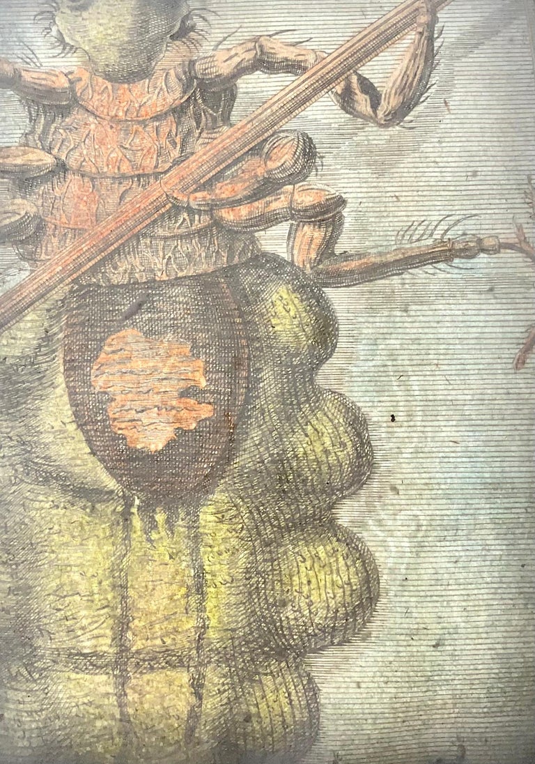 Joh, Jak, Scheuchzer, Microscopic, Louse, Folio, Hand Coloured For Sale ...