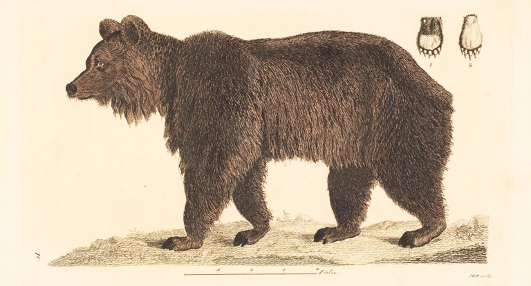 Johan Wilhelm Palmstruch - A Bear, Hand-Colored Print From The Early ...