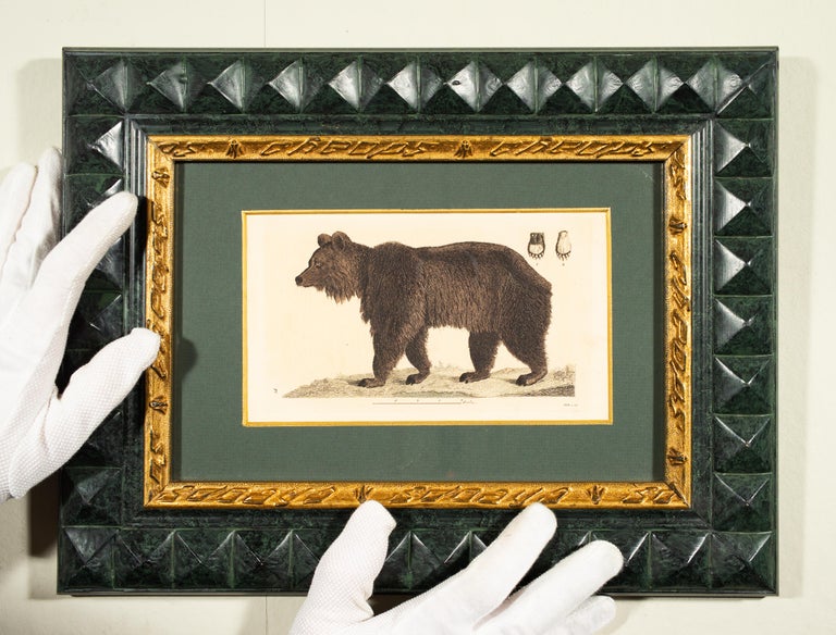 Johan Wilhelm Palmstruch - A Bear, Hand-Colored Print From The Early ...