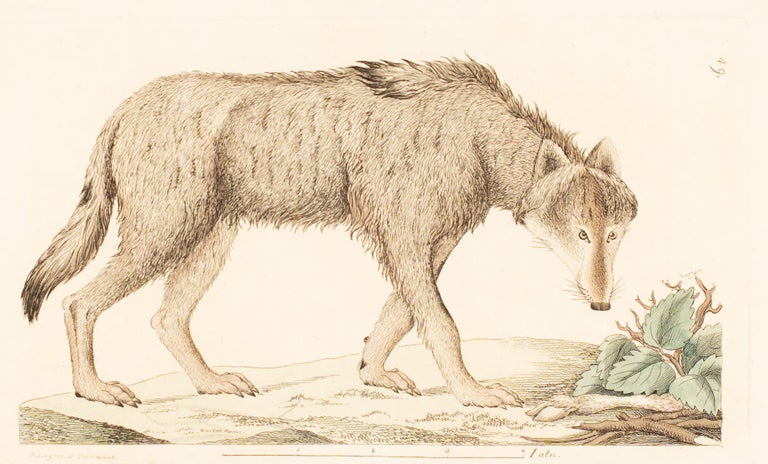 Johan Wilhelm Palmstruch - A Wolf, Hand-Colored Print From The Early ...
