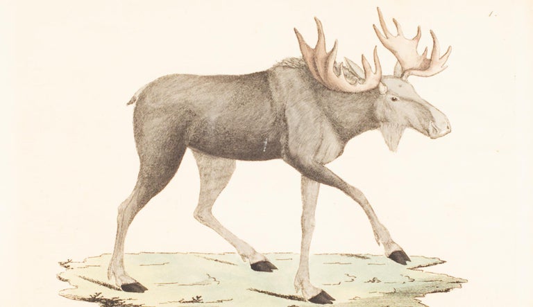 Johan Wilhelm Palmstruch - Moose (Elk), Hand-Colored Print From The ...