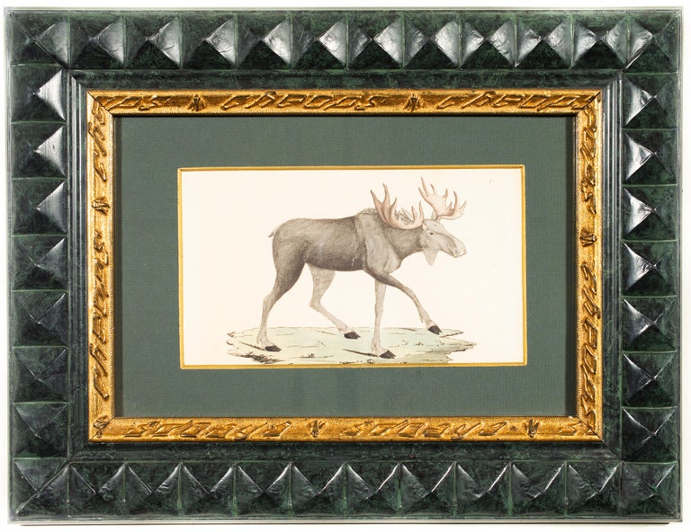 Johan Wilhelm Palmstruch - Moose (Elk), Hand-Colored Print From The ...