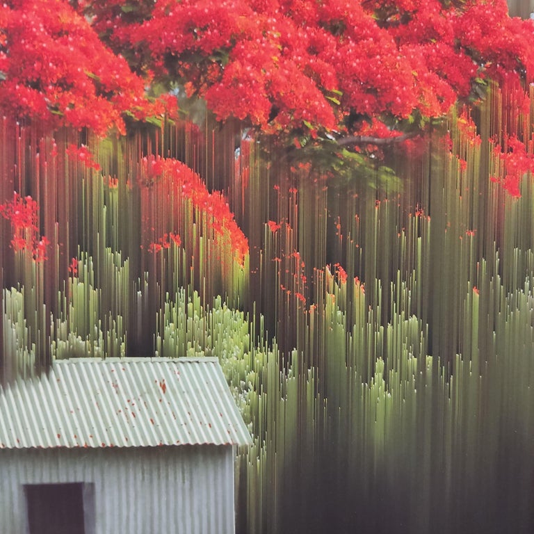 Johann Fournier - L’arbre Flamboyant - Color Photography, Trees ...
