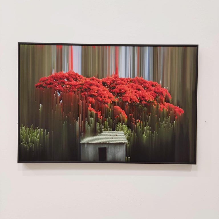 Johann Fournier - L’arbre Flamboyant - Color Photography, Trees ...