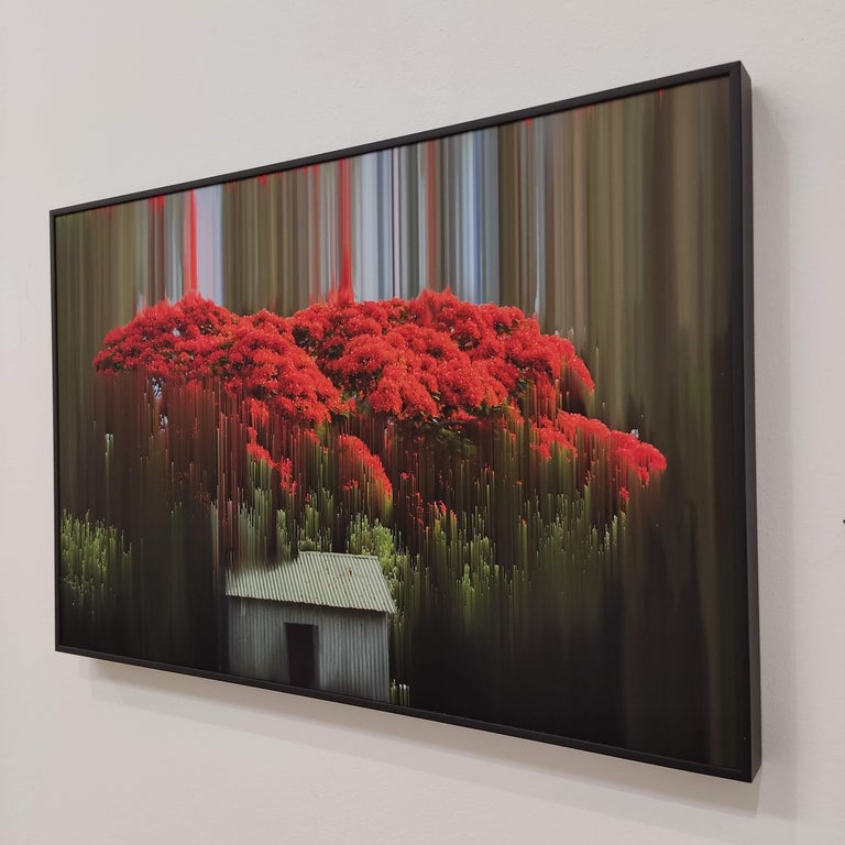 Johann Fournier - L’arbre Flamboyant - Color Photography, Trees ...