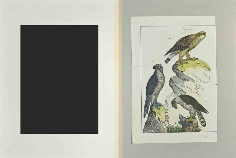 Johann Friedrich Naumann - Buzzard - Etching by Johann Friedrich ...