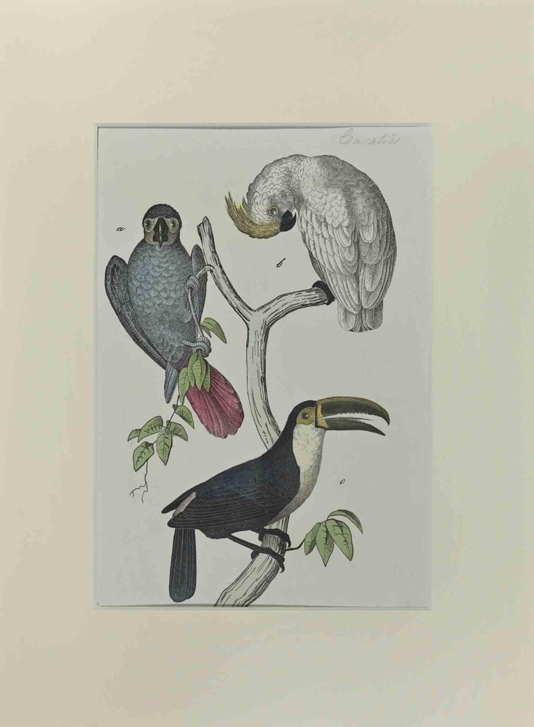 Johann Friedrich Naumann - Cacatues - Etching by Johann Friedrich ...