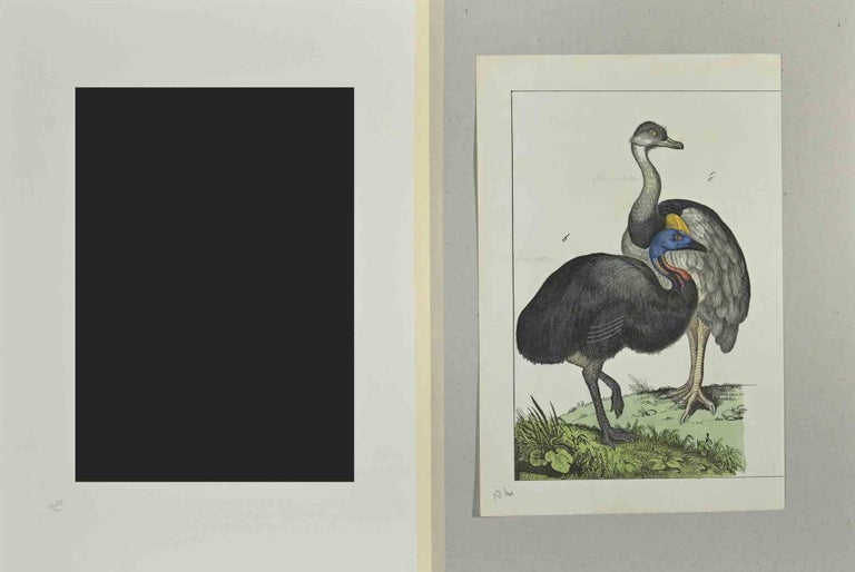 Johann Friedrich Naumann - Ostrich - Etching by Johann Friedrich ...