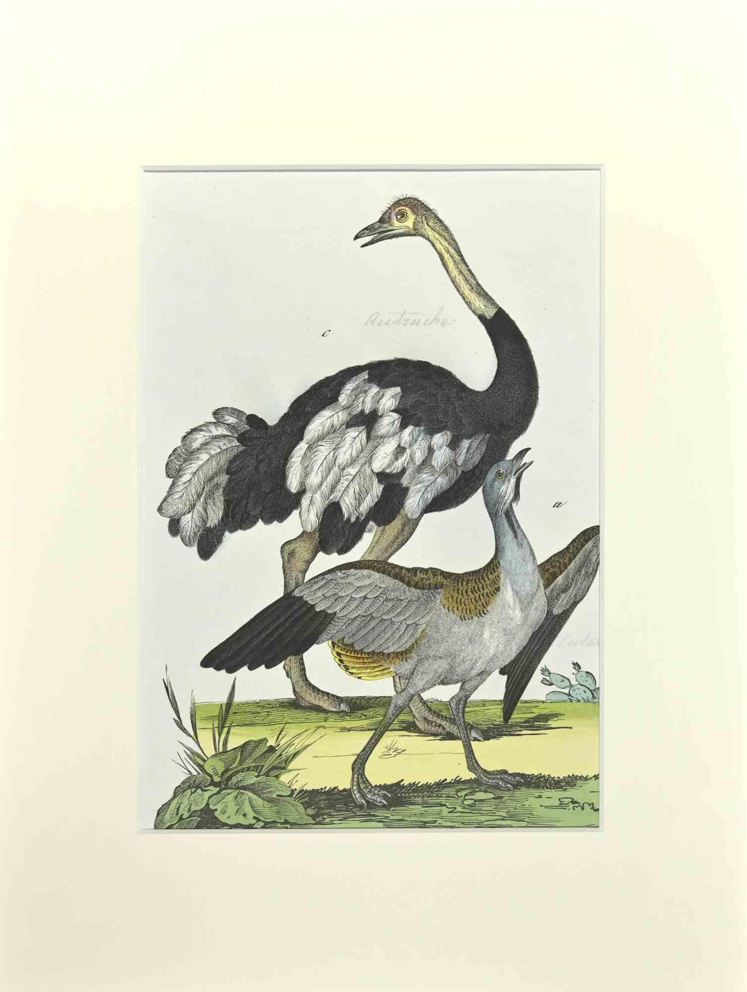 Johann Friedrich Naumann - Ostrich - Etching by Johann Friedrich ...