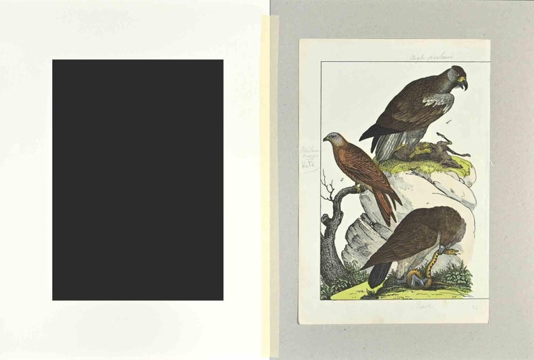 Johann Friedrich Naumann - Red Kite - Etching by Johann Friedrich ...