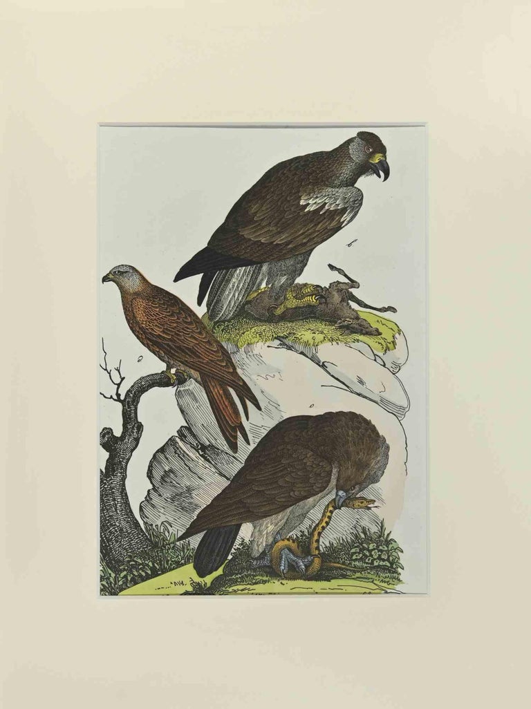 Johann Friedrich Naumann - Red Kite - Etching by Johann Friedrich ...