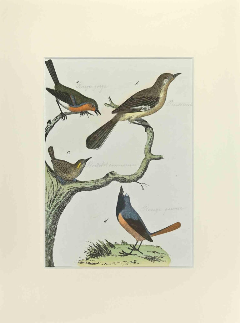 Johann Friedrich Naumann - Red Throttle - Etching by Johann Friedrich ...