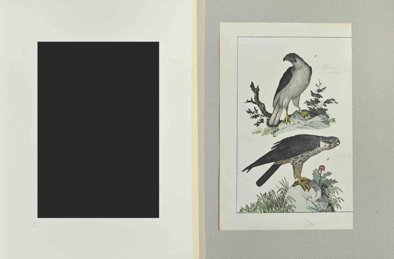 Johann Friedrich Naumann - Singing Falcon - Etching by Johann Friedrich ...