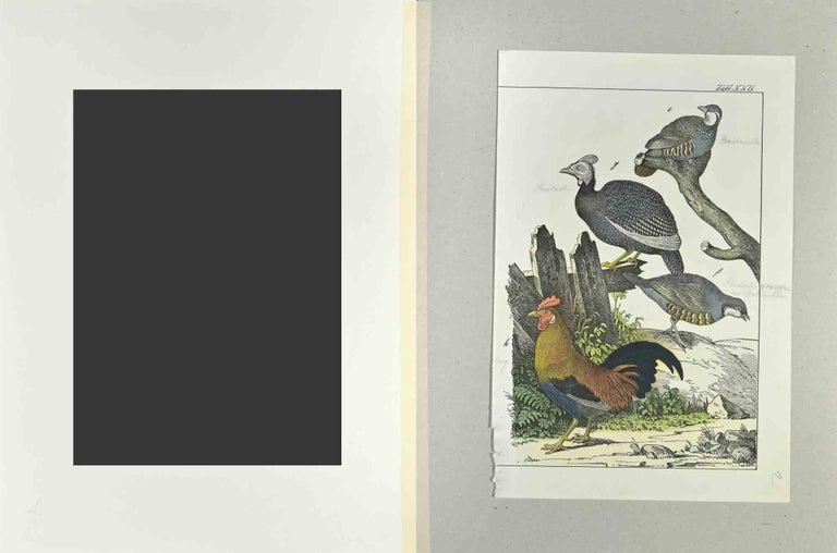 Johann Friedrich Naumann - The Rooster - Etching by Johann Friedrich ...