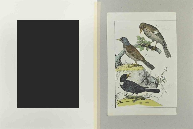 Johann Friedrich Naumann - Thrush - Etching by Johann Friedrich Naumann ...