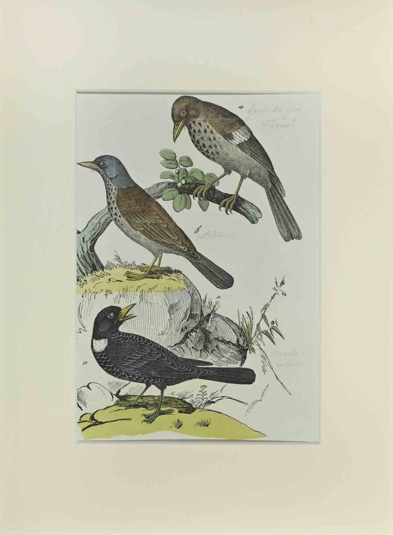 Johann Friedrich Naumann - Thrush - Etching by Johann Friedrich Naumann ...