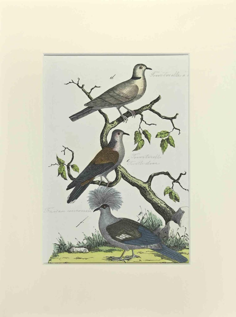 Johann Friedrich Naumann - Tourtorelle With Necklace - Etching by ...