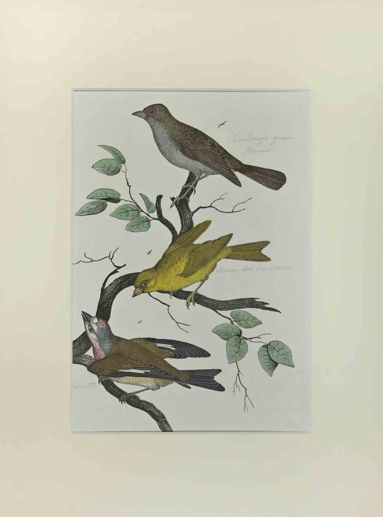 Johann Friedrich Naumann - Wild Canary - Etching by Johann Friedrich ...