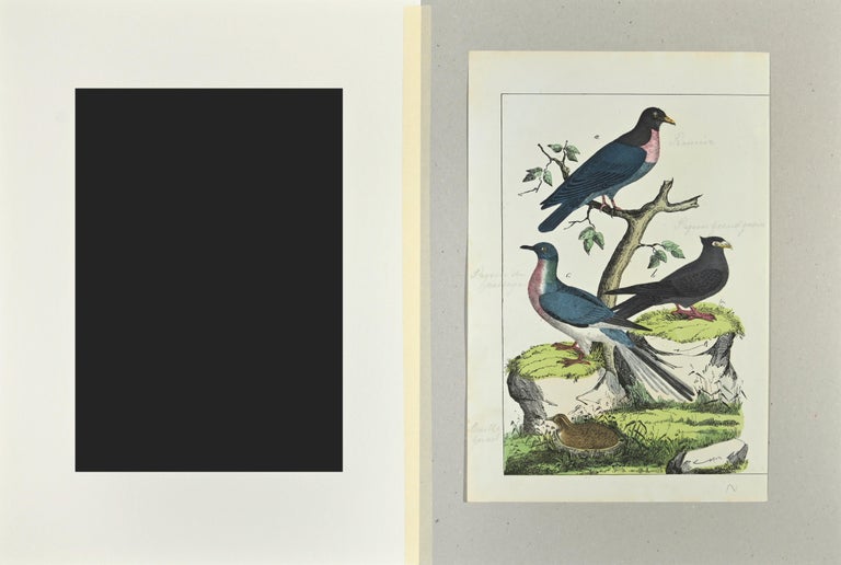 Johann Friedrich Naumann - Wood Pigeon - Etching by Johann Friedrich ...