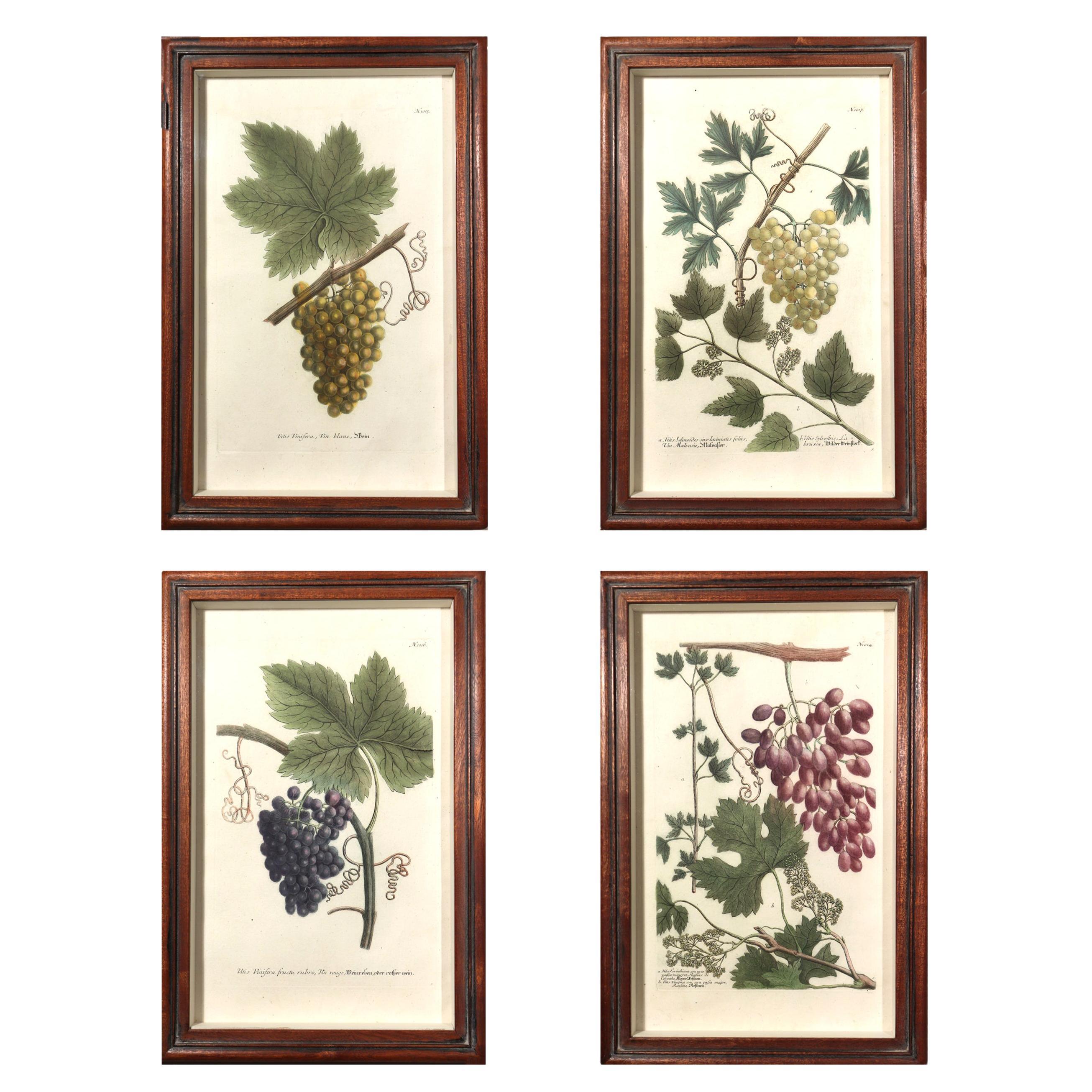 Set of 12 Johann Weinmann Botanical Engravings at 1stDibs