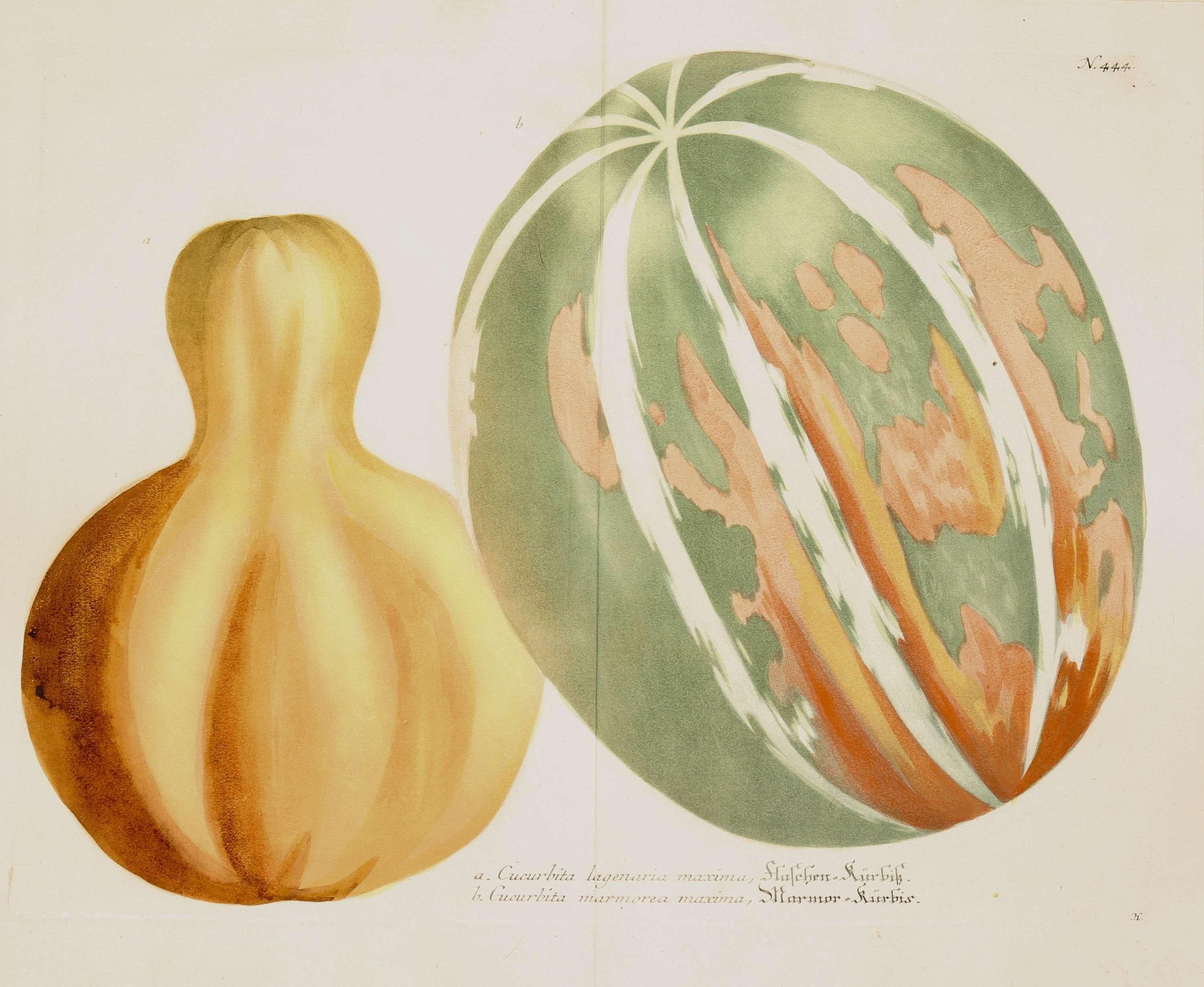 Johann Weinmann - Johann Weinmann: c18th Botanical Engravings in ...