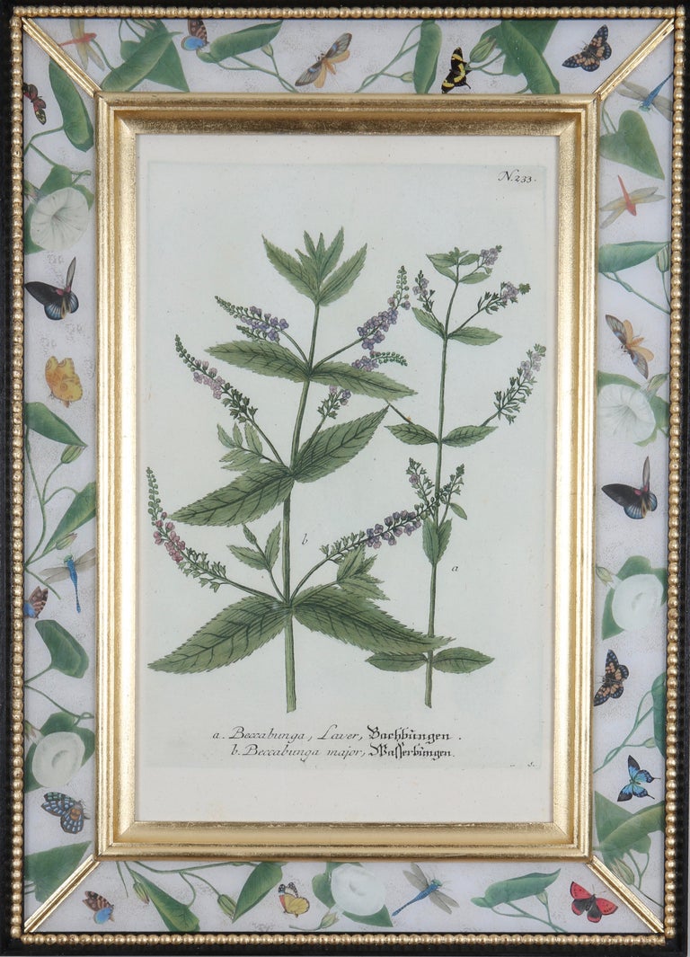 Johann Wilhelm Weinmann - Eighteenth century botanical engraving set in ...