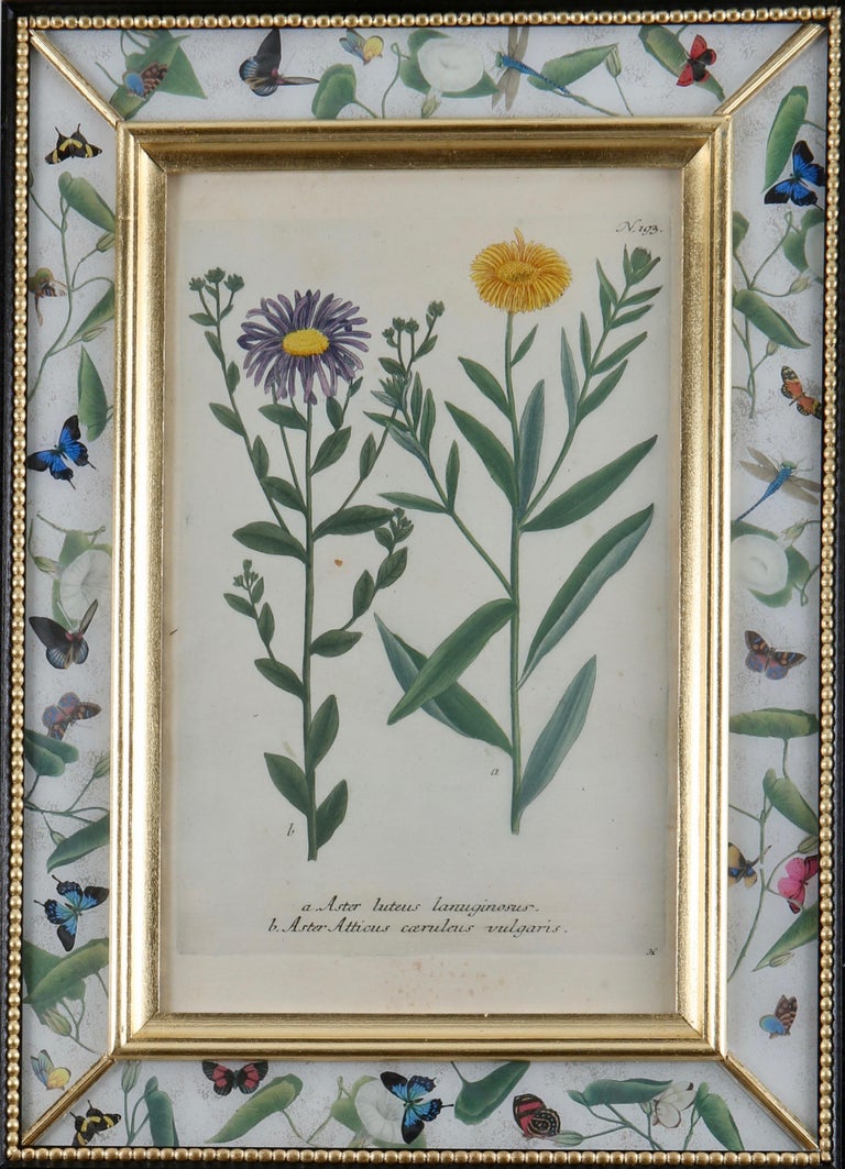 Johann Wilhelm Weinmann - Framed eighteenth century botanical engraving ...