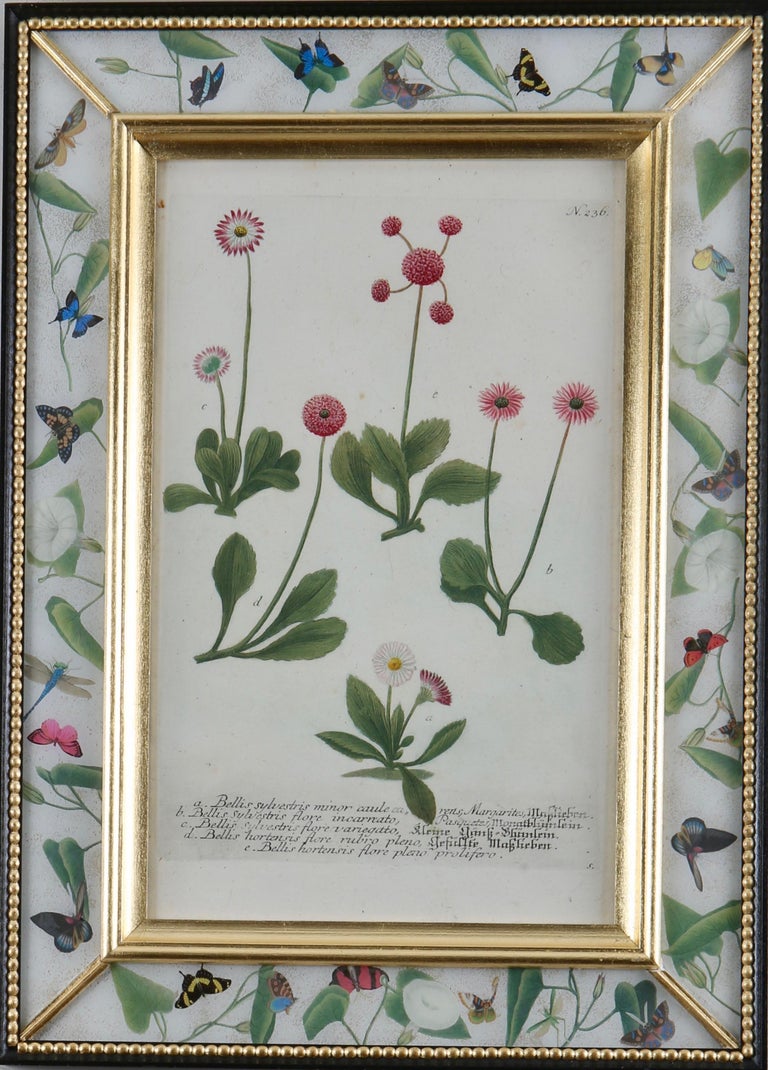 Johann Wilhelm Weinmann - Framed eighteenth century botanical engraving ...