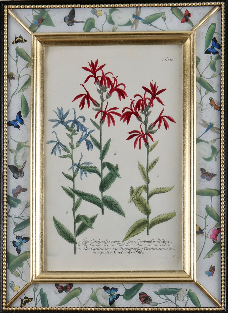 Johann Wilhelm Weinmann - Framed eighteenth century botanical engraving ...