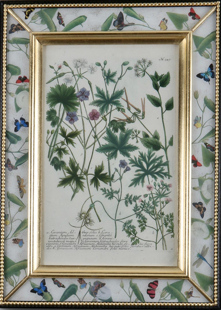 Johann Wilhelm Weinmann - Framed eighteenth century botanical engraving ...