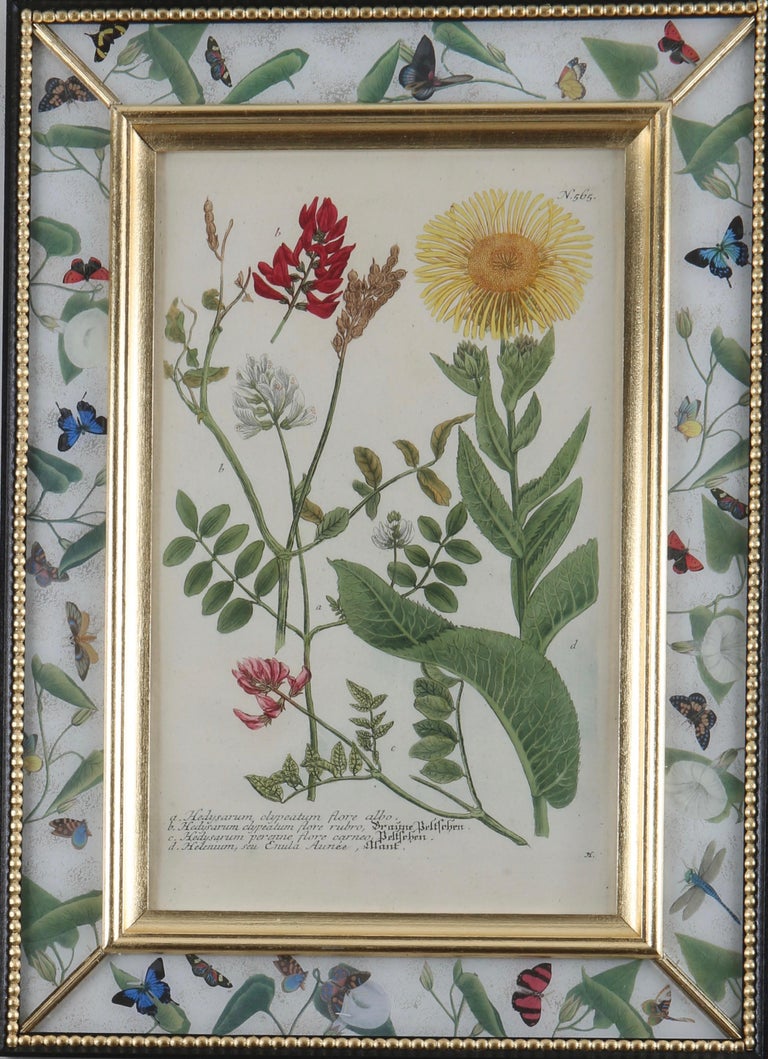 Johann Wilhelm Weinmann - Framed eighteenth century botanical engraving ...