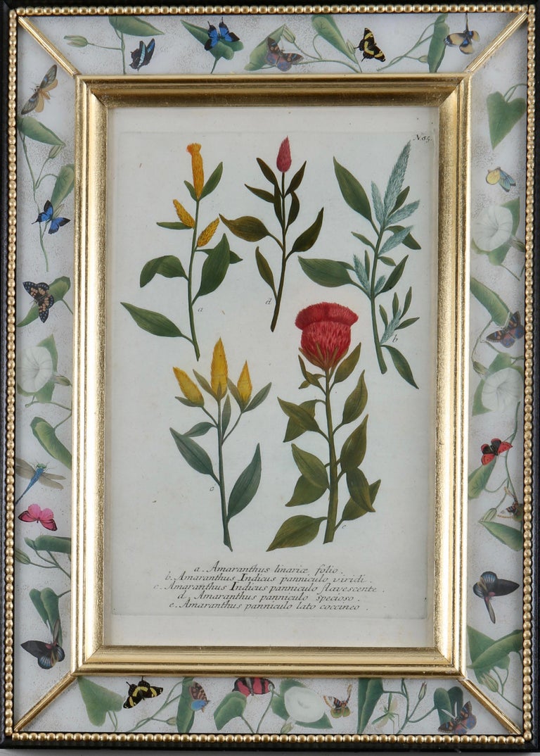 Johann Wilhelm Weinmann - Framed eighteenth century botanical engraving ...