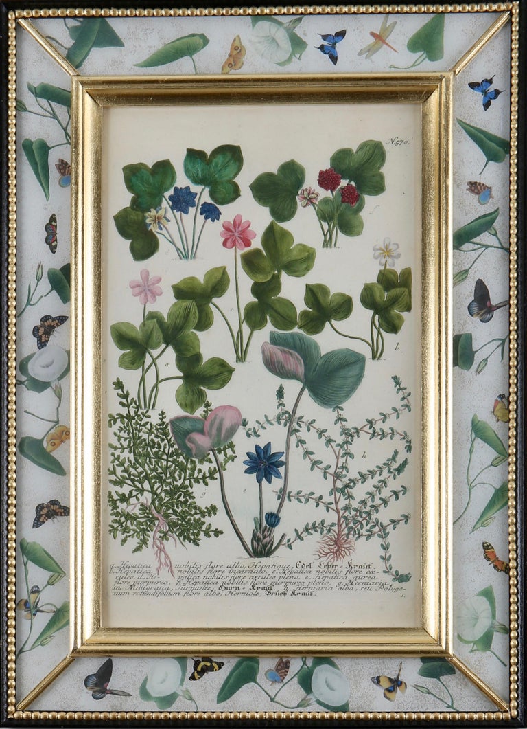 Johann Wilhelm Weinmann - Framed eighteenth century botanical engraving ...