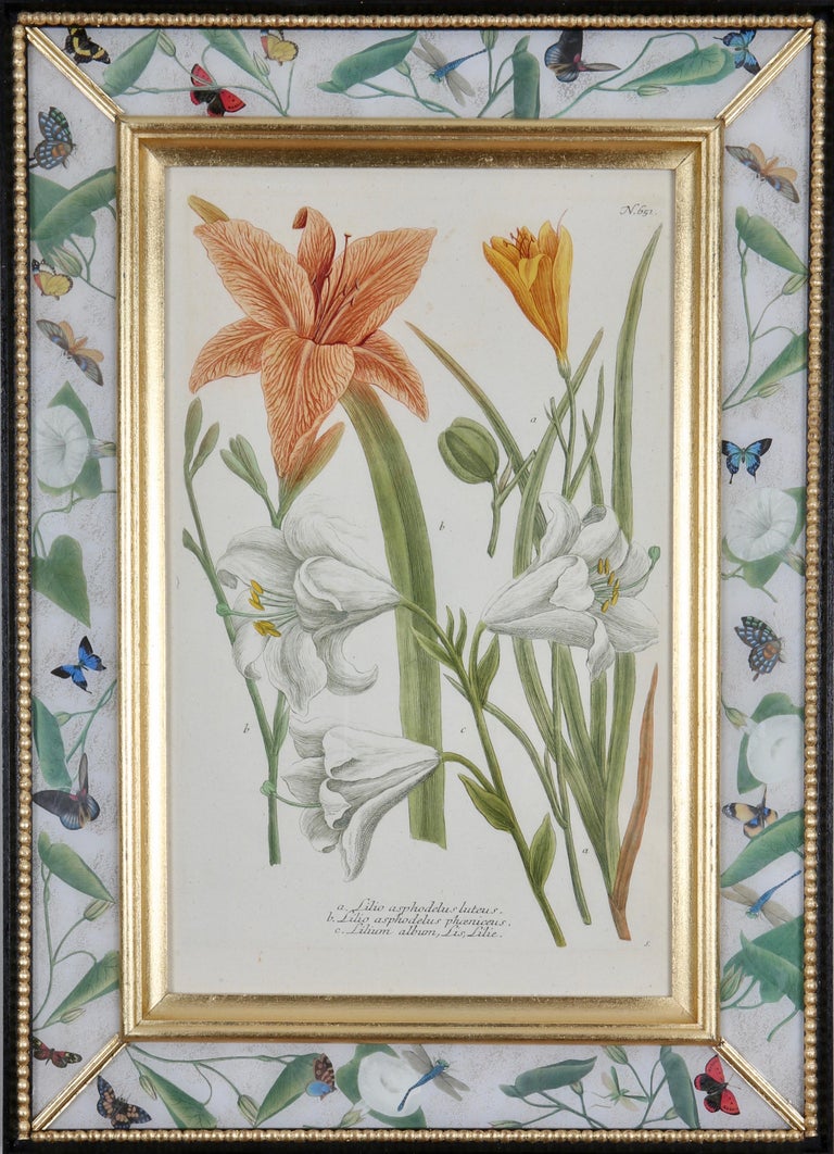 Johann Wilhelm Weinmann - Johann Weinmann : Mezzotint engraving in a ...