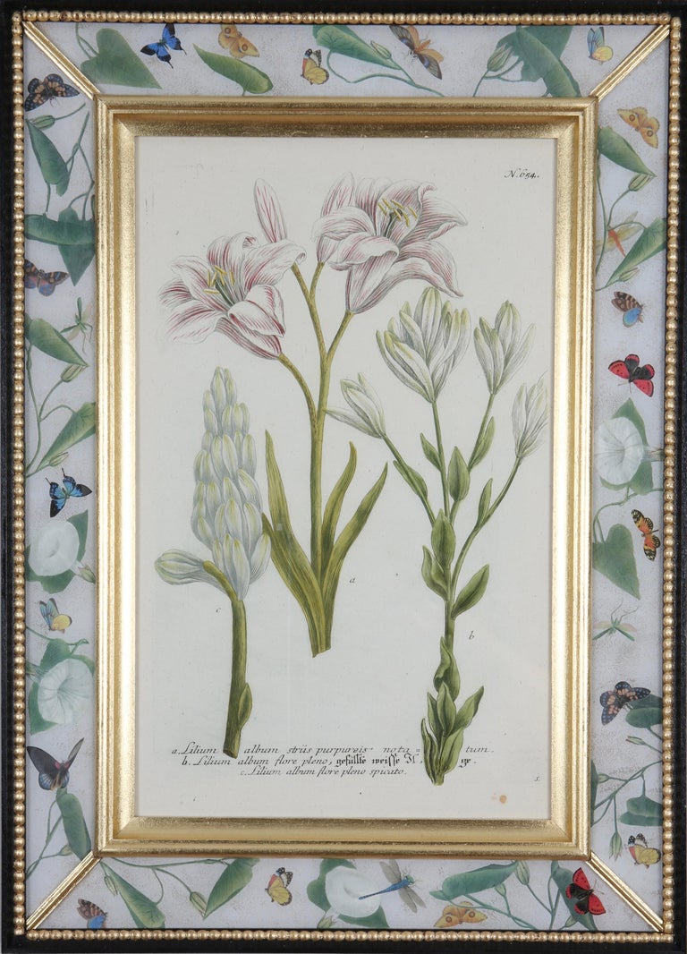 Johann Wilhelm Weinmann - Johann Weinmann : Mezzotint engravings in ...