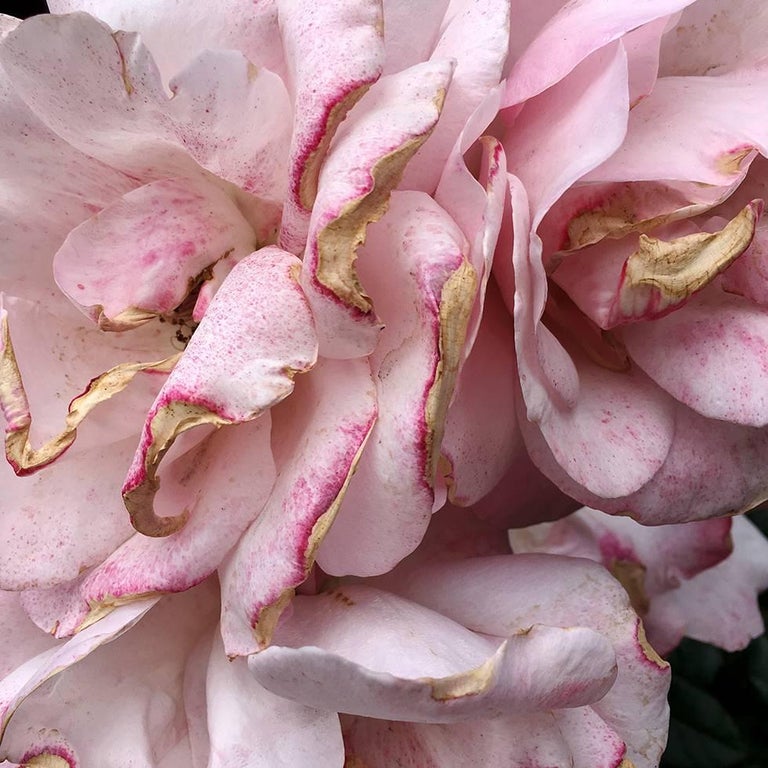 John Arsenault - 11:44 am For Sale at 1stDibs