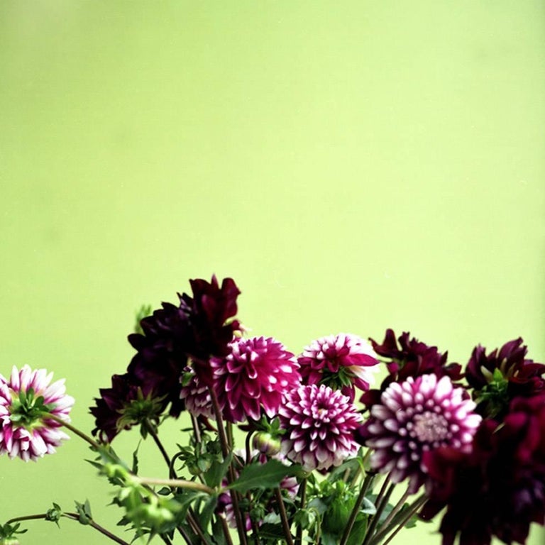 John Arsenault - Tate, Flowers For Sale at 1stDibs