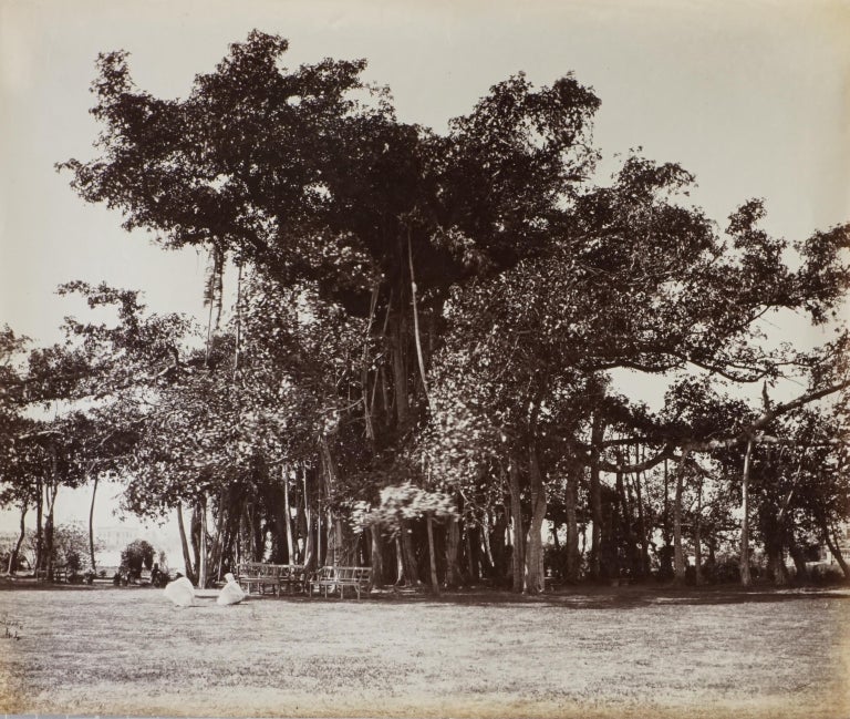 John Edward Sache - Calcutta; Banian Tree at Government House ...