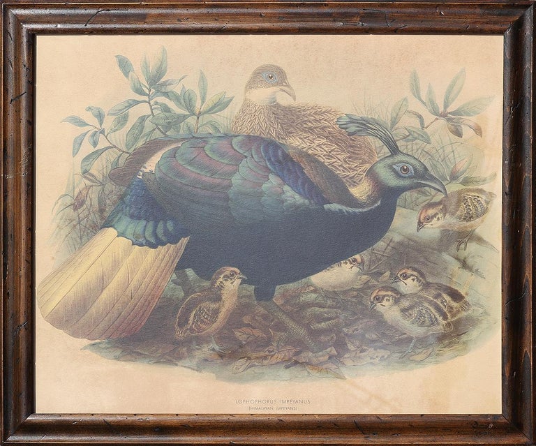 John Gerrard Keulemans - "Himalayan Monal Pheasant (Lophophorus ...