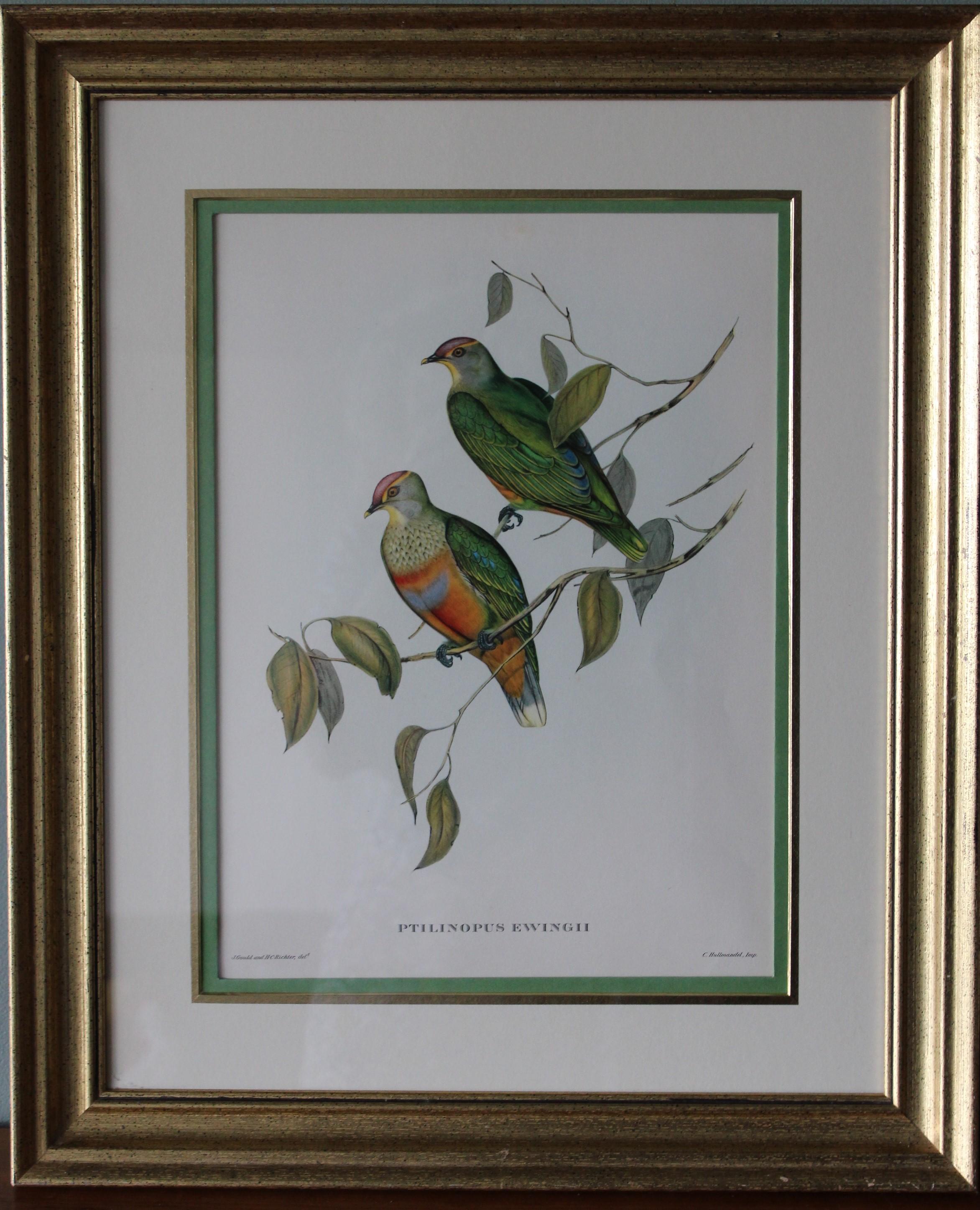 John Gould - Framed John Gould bird lithograph 1950's For Sale at 1stDibs
