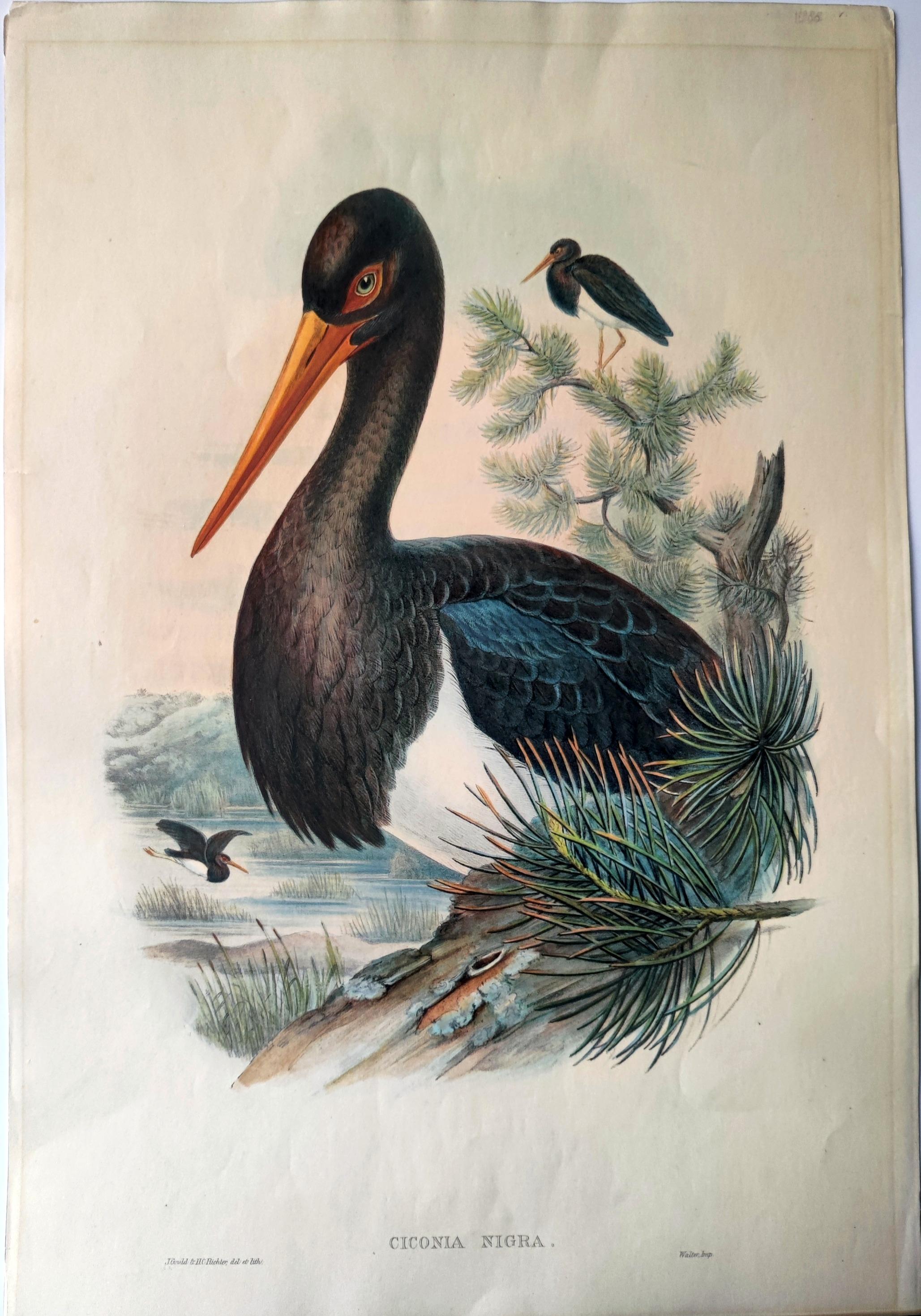 John Gould Prints and Multiples - 36 For Sale at 1stDibs | hummingbird ...