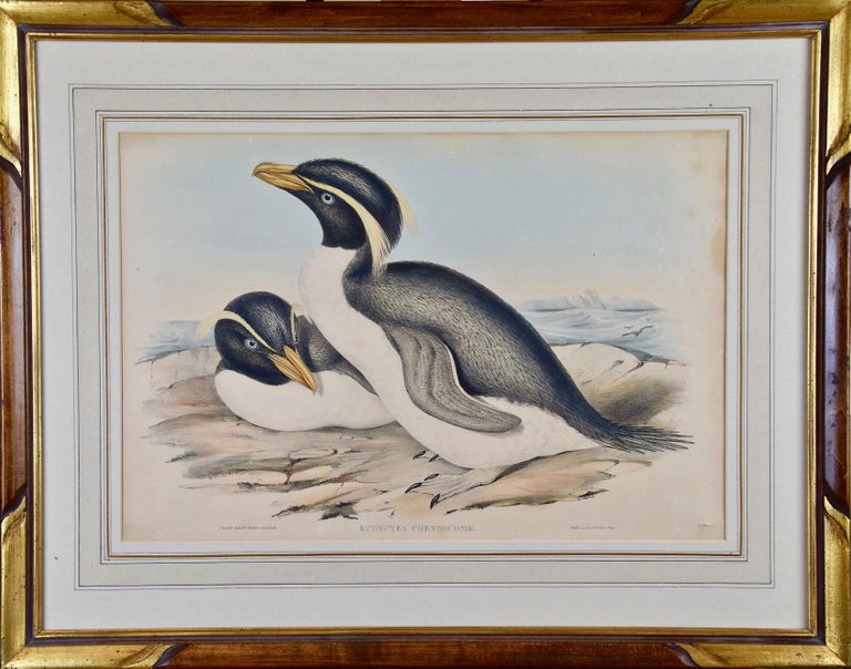 John Gould - Three Gould Hand-colored Lithographs from Birds of ...