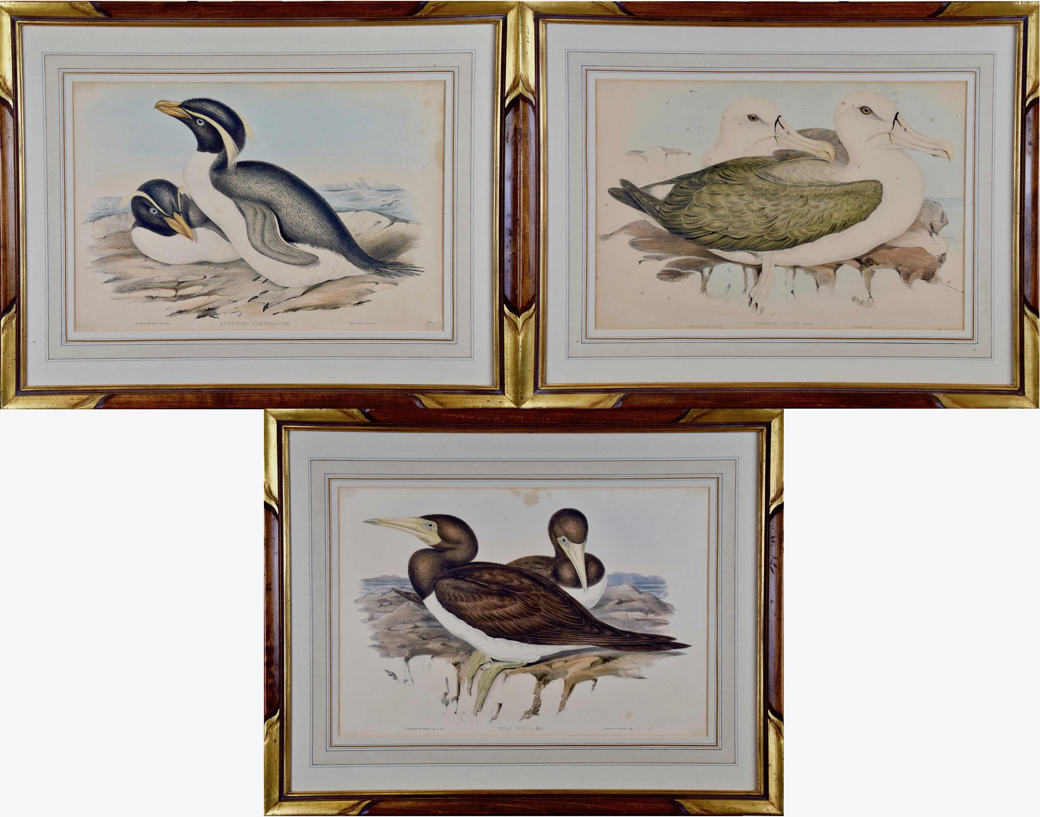 John Gould - Three Gould Hand-colored Lithographs from Birds of ...