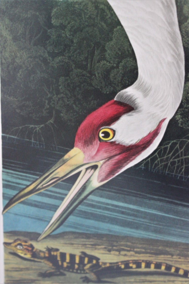 After John James Audubon Print of Whooping Crane by M Bernard Loates ...