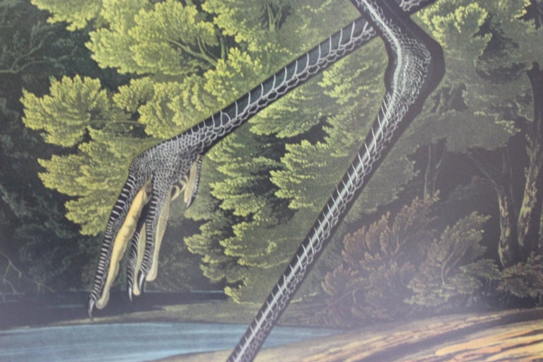 After John James Audubon Print of Whooping Crane by M Bernard Loates ...